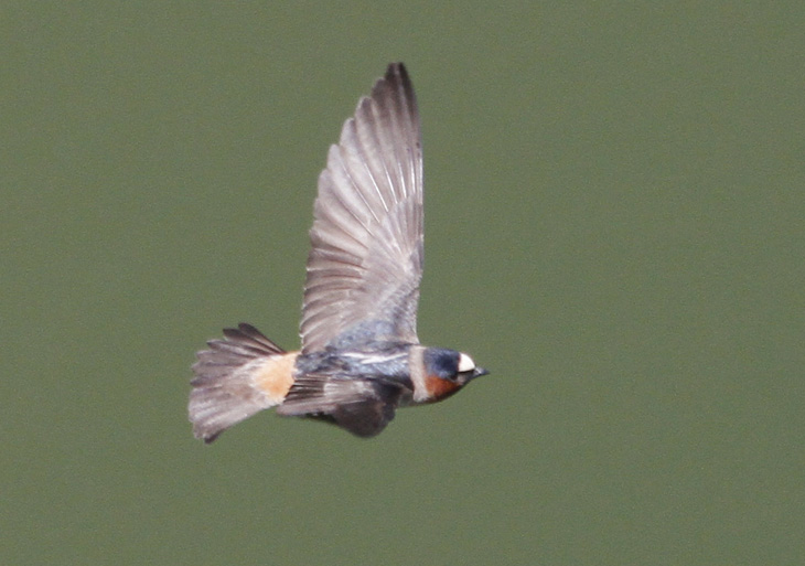 Flying animals can teach drones a thing or two