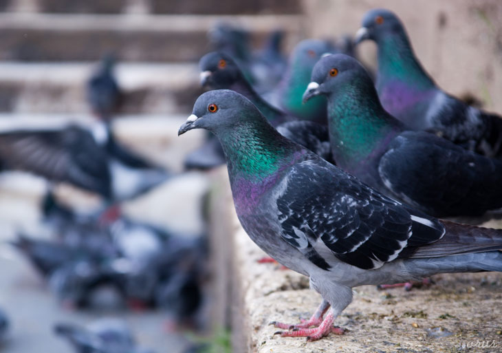 Flying animals can teach drones a thing or two