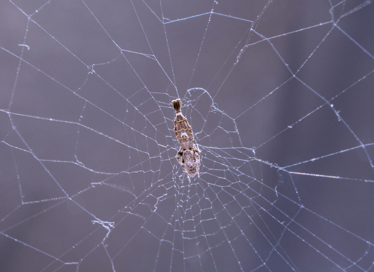 How a spider spins electrified nanosilk | Science News