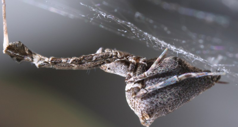 How a spider spins electrified nanosilk | Science News