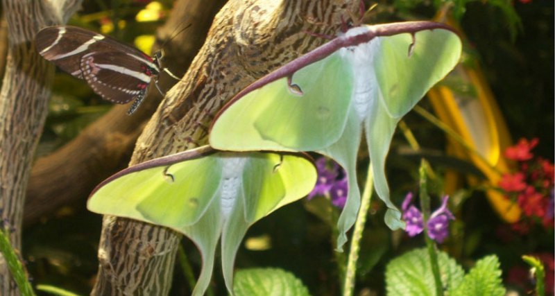 Fooled you! Whirling tails of luna moths deflect bat attacks
