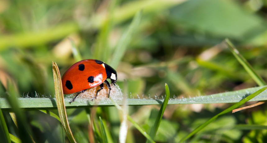 Wasps may turn ladybugs into zombies with viral weapons | Science News