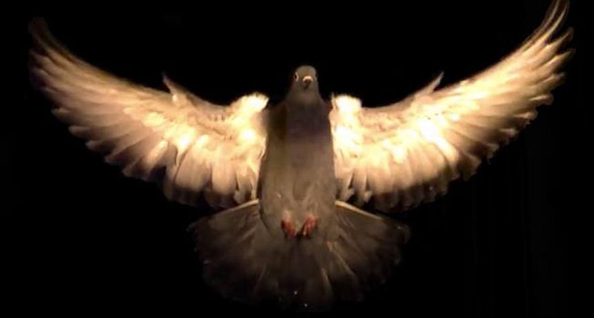 How pigeons bob and weave through obstacles | Science News