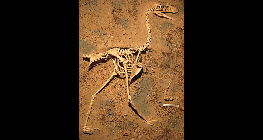 Fossil reveals terror bird’s power