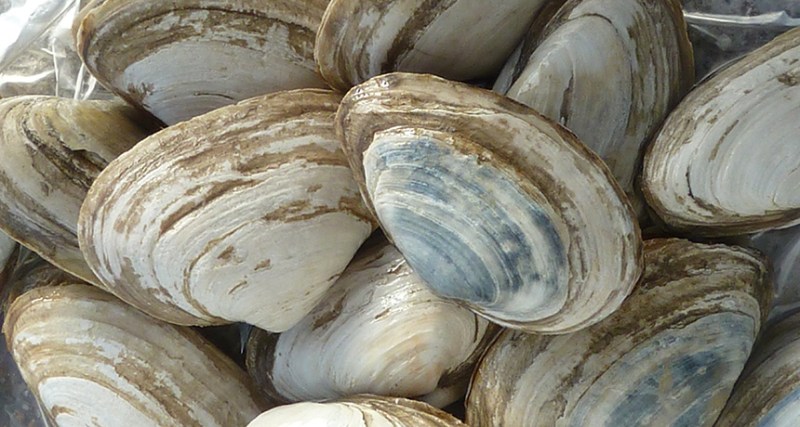 Contagious cancer found in clams