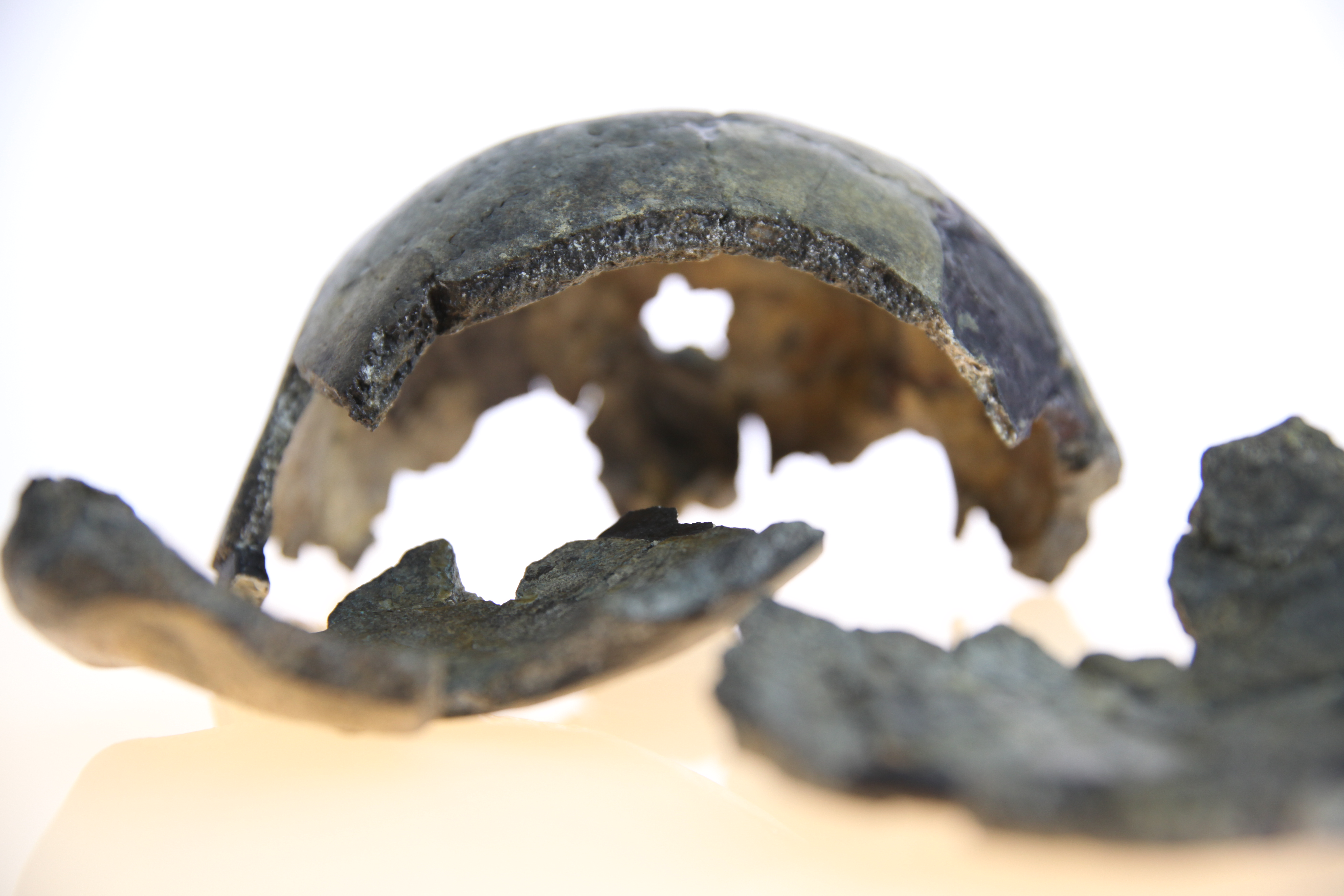 How Homo sapiens became world’s dominant species