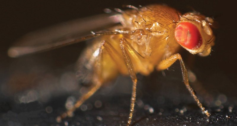 Fruit flies flee from shadows