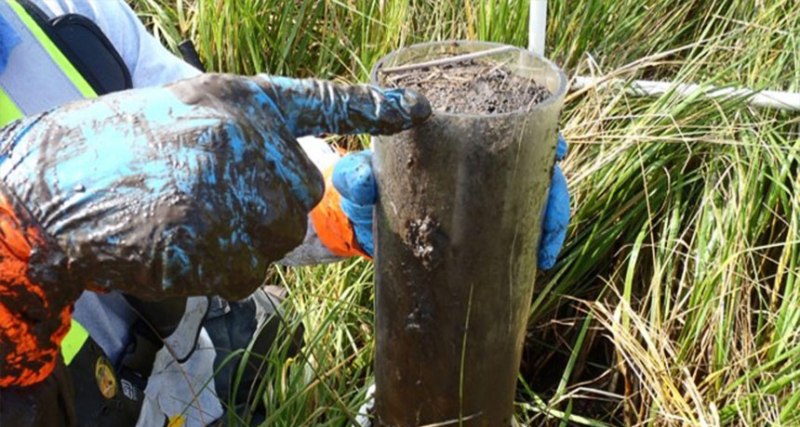 Oil-munching microbes cleaning up Gulf marshes faster than expected