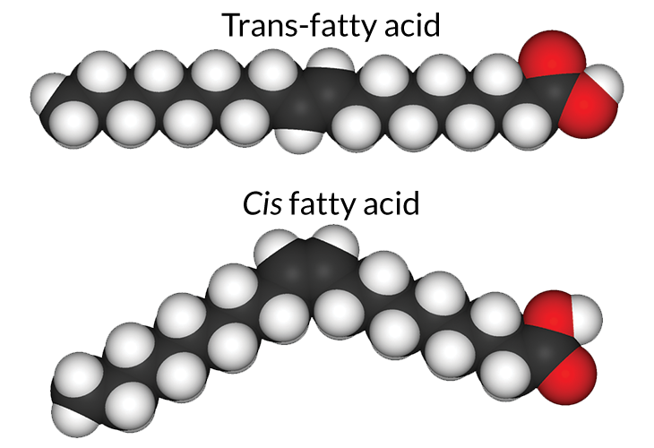 How trans fats oozed into our diet and out again | Science News