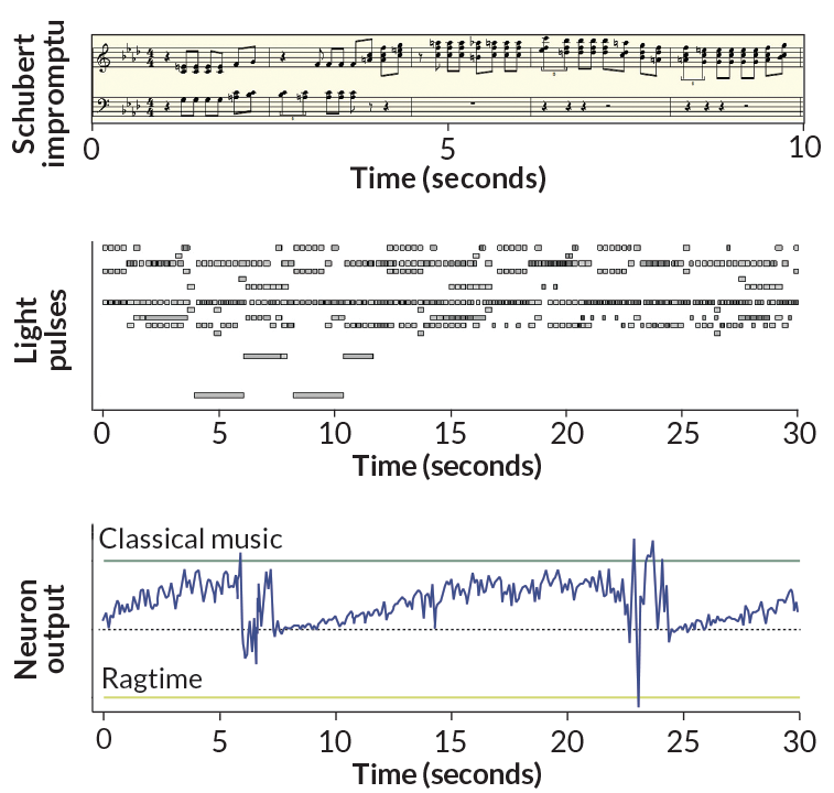 How the brain perceives time