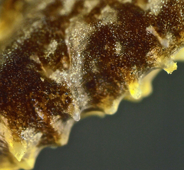 First known venomous frogs stab with toxin-dripping lip spikes