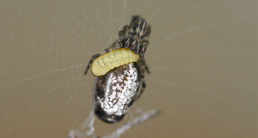 Parasitic wasp larva gets more than a meal from its spider host