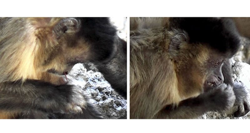 A monkey uses a stick to pick its teeth and nose