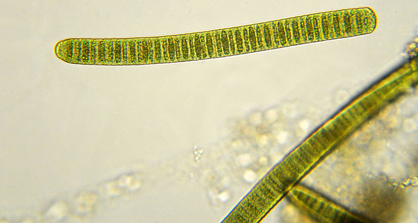 Earth got first whiff of oxygen 3.2 billion years ago