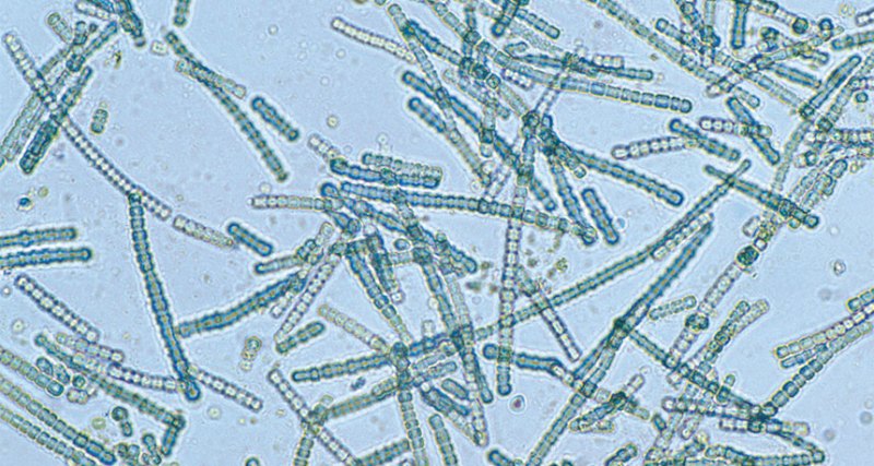 Early cyanobacteria fossils dug up in 1965