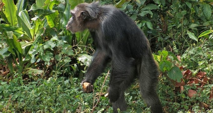 Chimpanzees show surprising flexibility on two feet