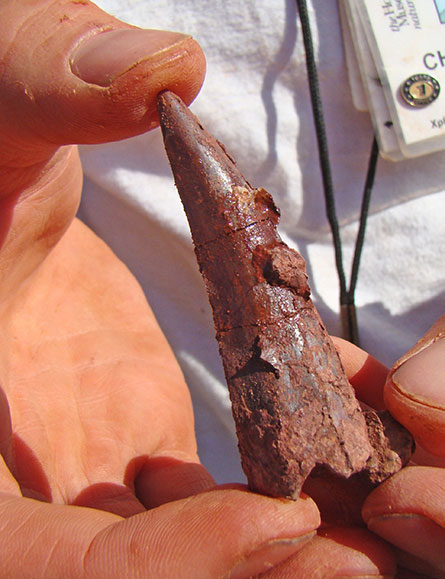 Dimetrodon’s diet redetermined