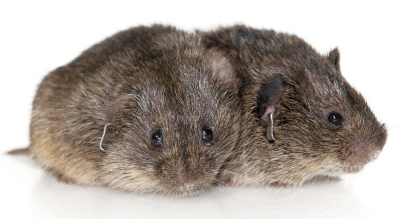 What really changes when a male vole settles down