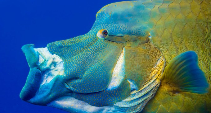 Fish have had telescoping jaws for 100 million years | Science News