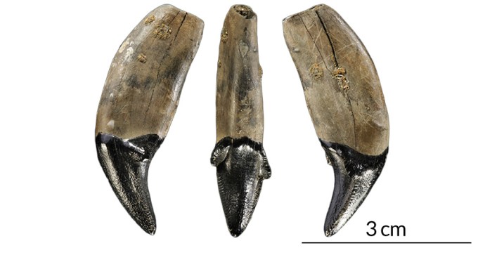 Ancient hominids used wooden spears to fend off big cats