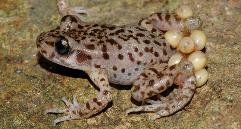 Ponds and their toads cured of dreaded disease
