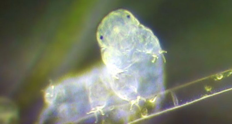 Water bears are genetic mash-ups