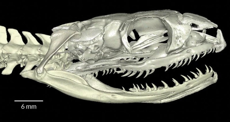 Snakes evolved from burrowing ancestor, new data suggest