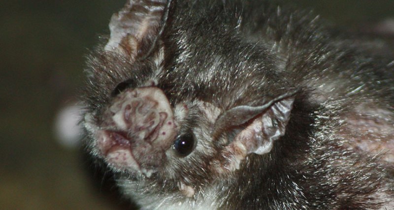 Vampire bats share blood to make friends | Science News