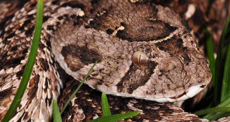Puff adders appear ‘invisible’ to noses