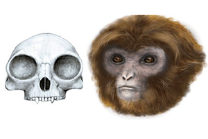 12 amazing fossil finds of 2015