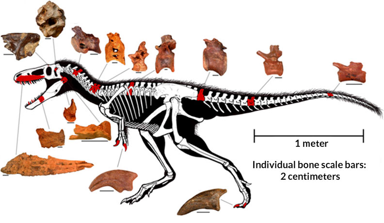 New tyrannosaur bridges gap from medium to monstrous