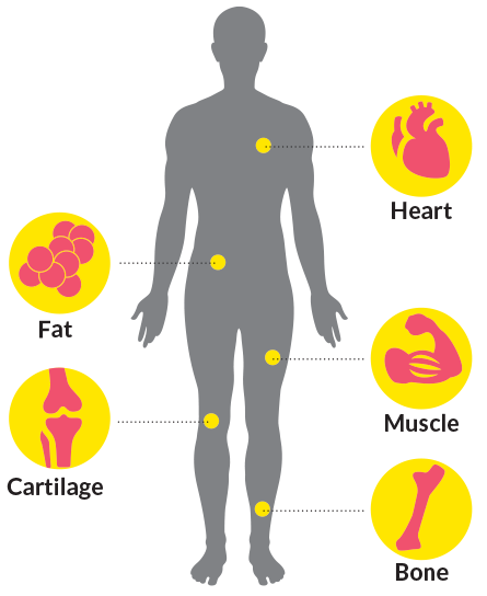 Cells from fat mend bone, cartilage, muscle and even the heart