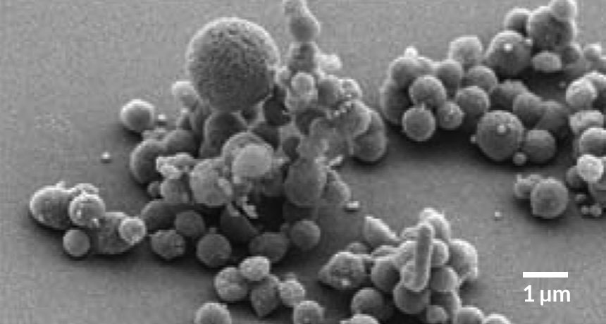 Scientists build minimum-genome bacterium