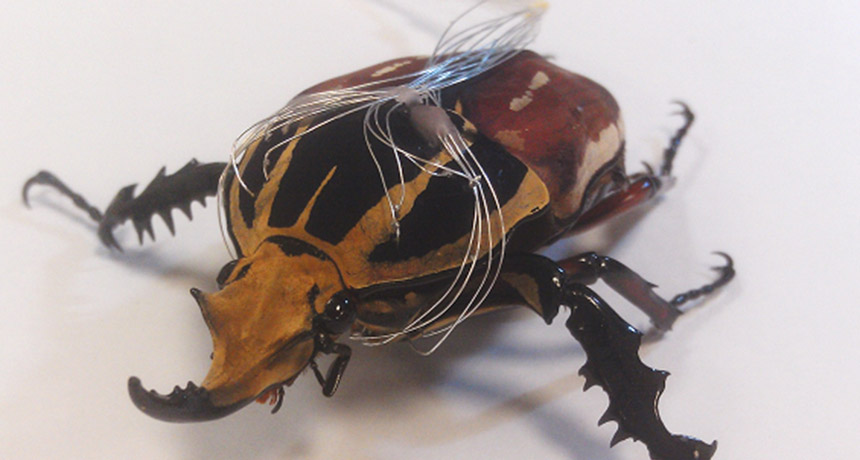 Cyborg beetles walk the walk