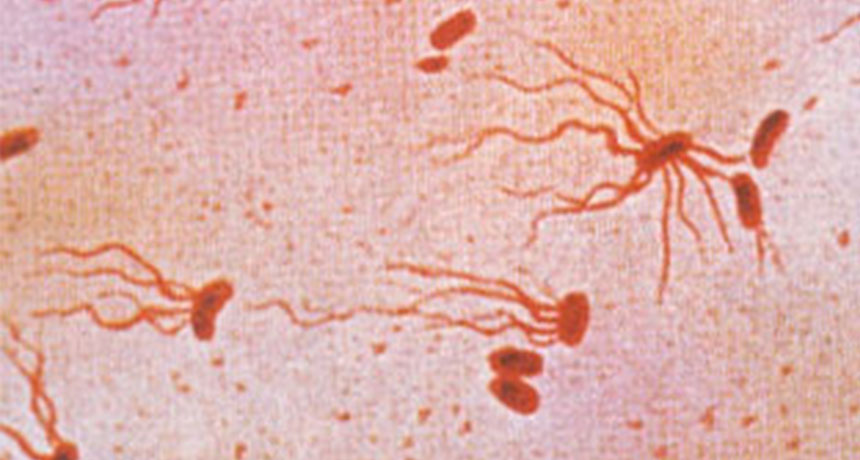 Typhoid toxin aids survival in mice
