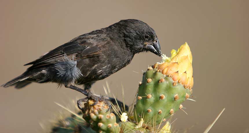Gene found that controls beak size in Darwin’s finches