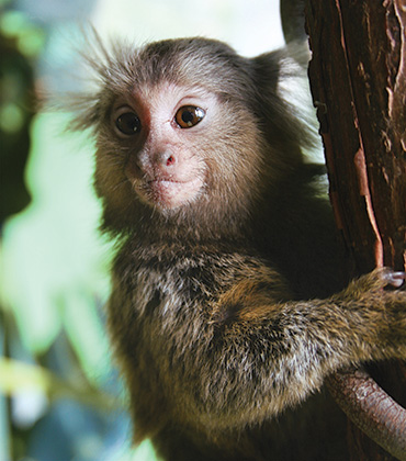This week in Zika: Haiti hit early, possible monkey hosts, and more ...