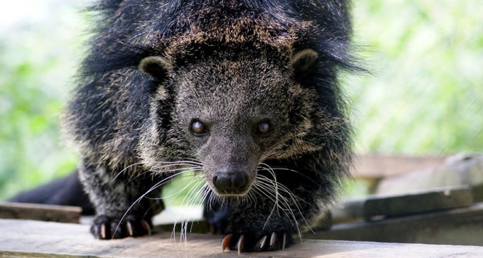 Chemical behind popcorn’s aroma gives a bearcat its signature scent ...
