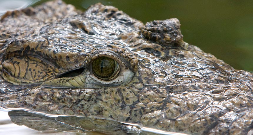 Crocodile eyes are optimized for lurking | Science News