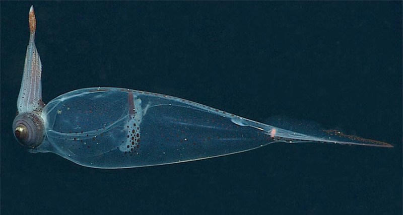By leaking light, squid hides in plain sight