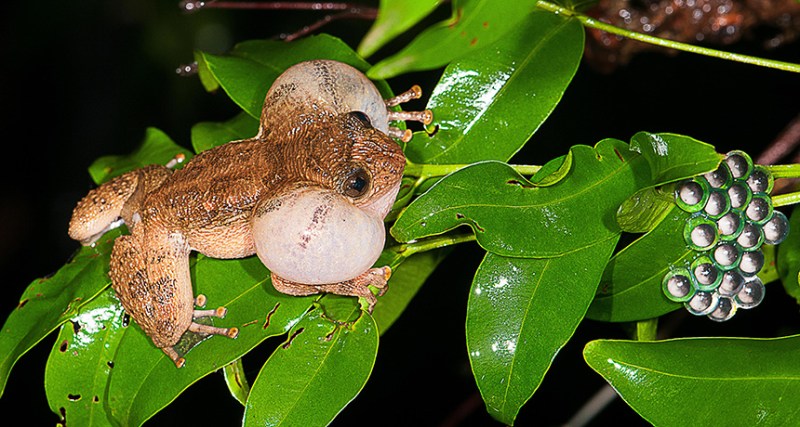 ‘Kermit Sutra’ gets seventh amphibian mating position