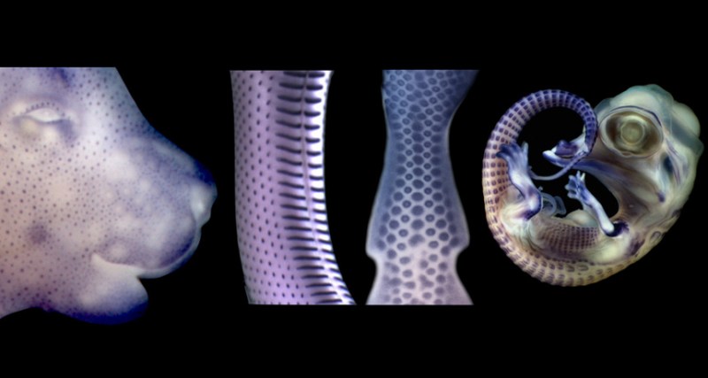 Reptile scales share evolutionary origin with hair, feathers