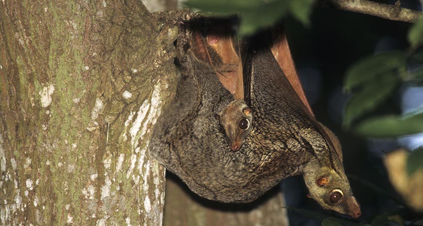 One night tracking mysterious colugos across treetops in Malaysia ...