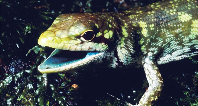 These lizards bleed green