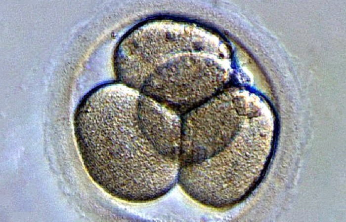 New era of human embryo gene editing begins