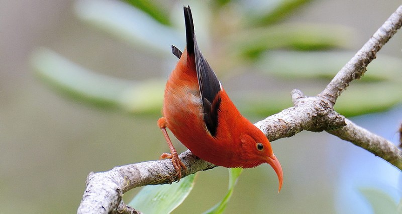 Kauai’s native forest birds are headed toward extinction | Science News