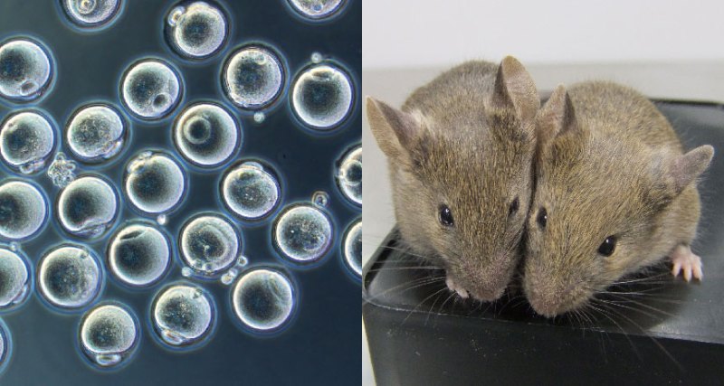 In a first, mouse eggs grown from skin cells