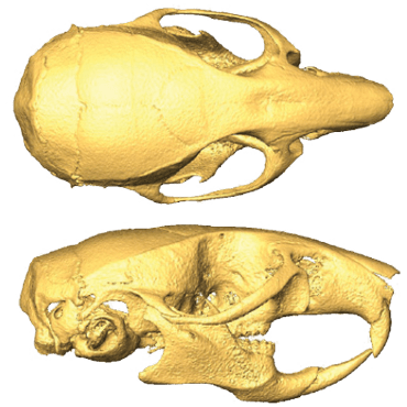 Animal hybrids may hold clues to Neandertal-human interbreeding