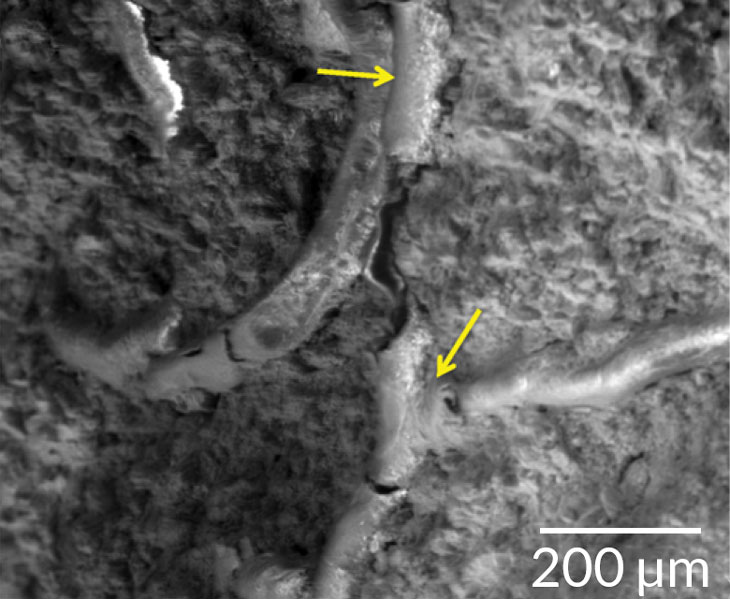 First known fossilized dinosaur brain unearthed, scientists claim