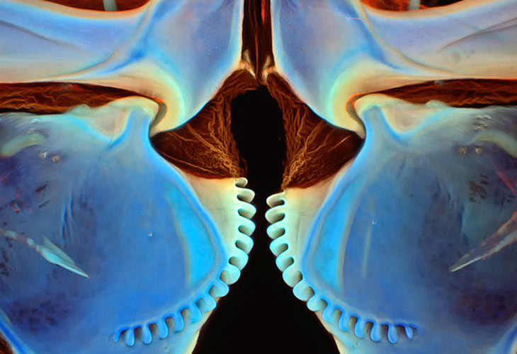 How to make a fish face, and other photo contest winners